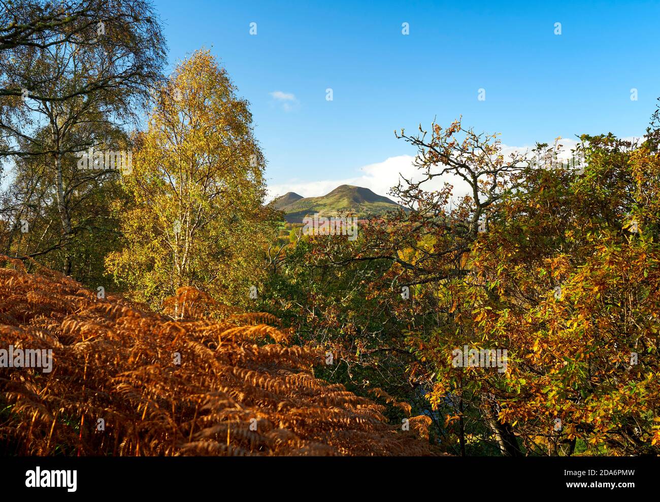 Ferns on borders hi-res stock photography and images - Alamy
