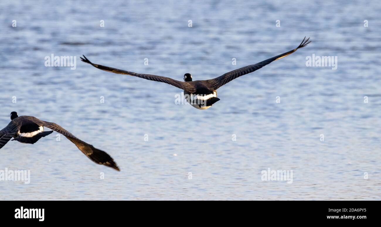 Birds flying across lake hi-res stock photography and images - Alamy
