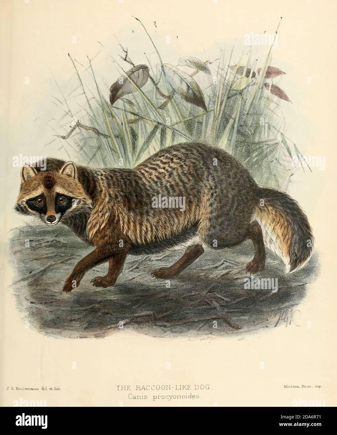 Carnivorous raccoons hi-res stock photography and images - Alamy