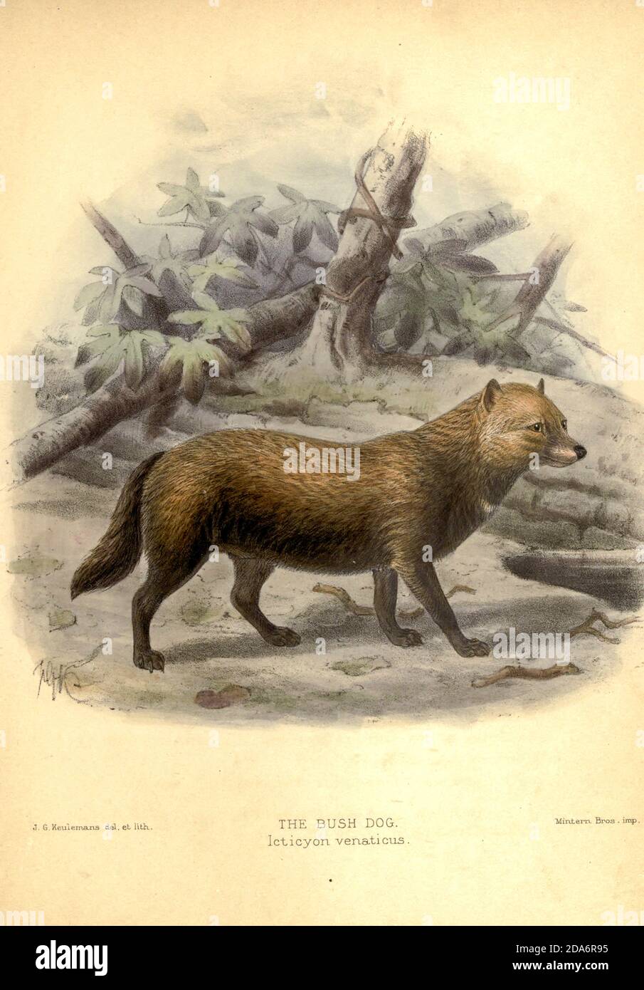 George mivart hi-res stock photography and images - Alamy