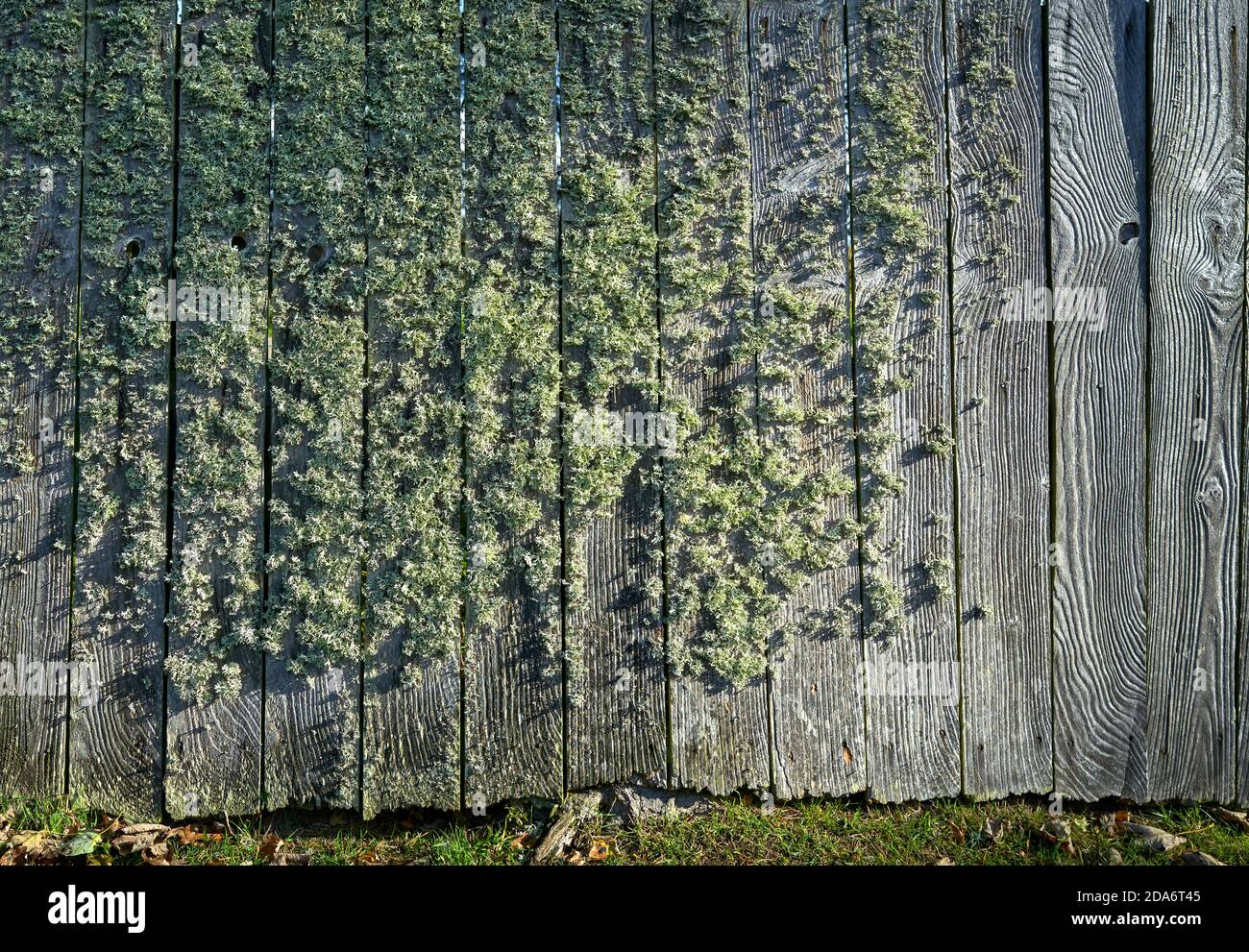 Broken and patterned fence covered in lichen highlighted by early ...