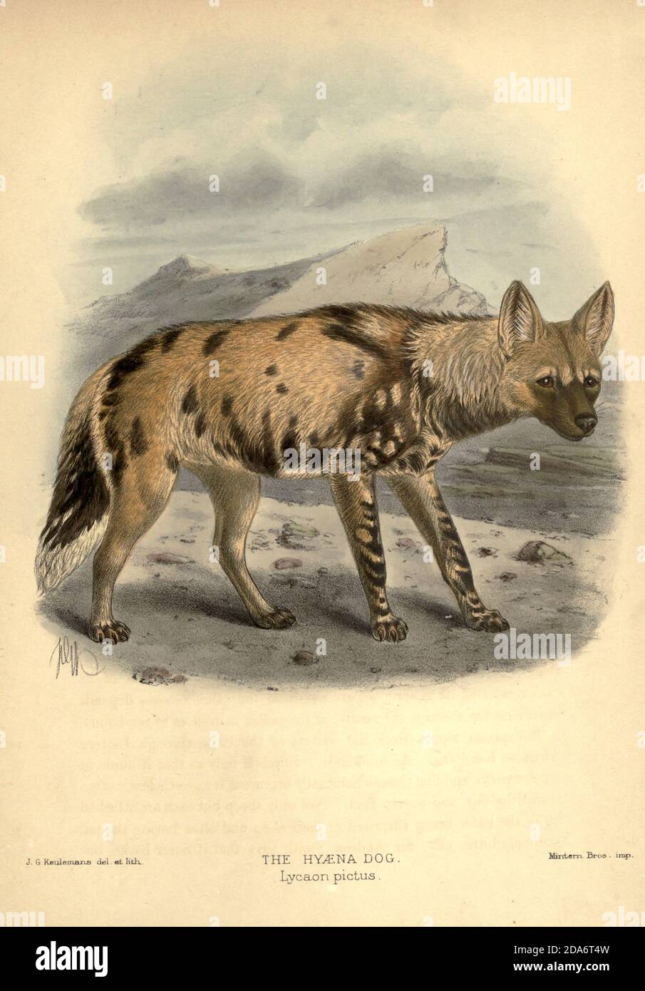 The African wild dog (Lycaon pictus), [Here as Hyaena Dog] also called ...