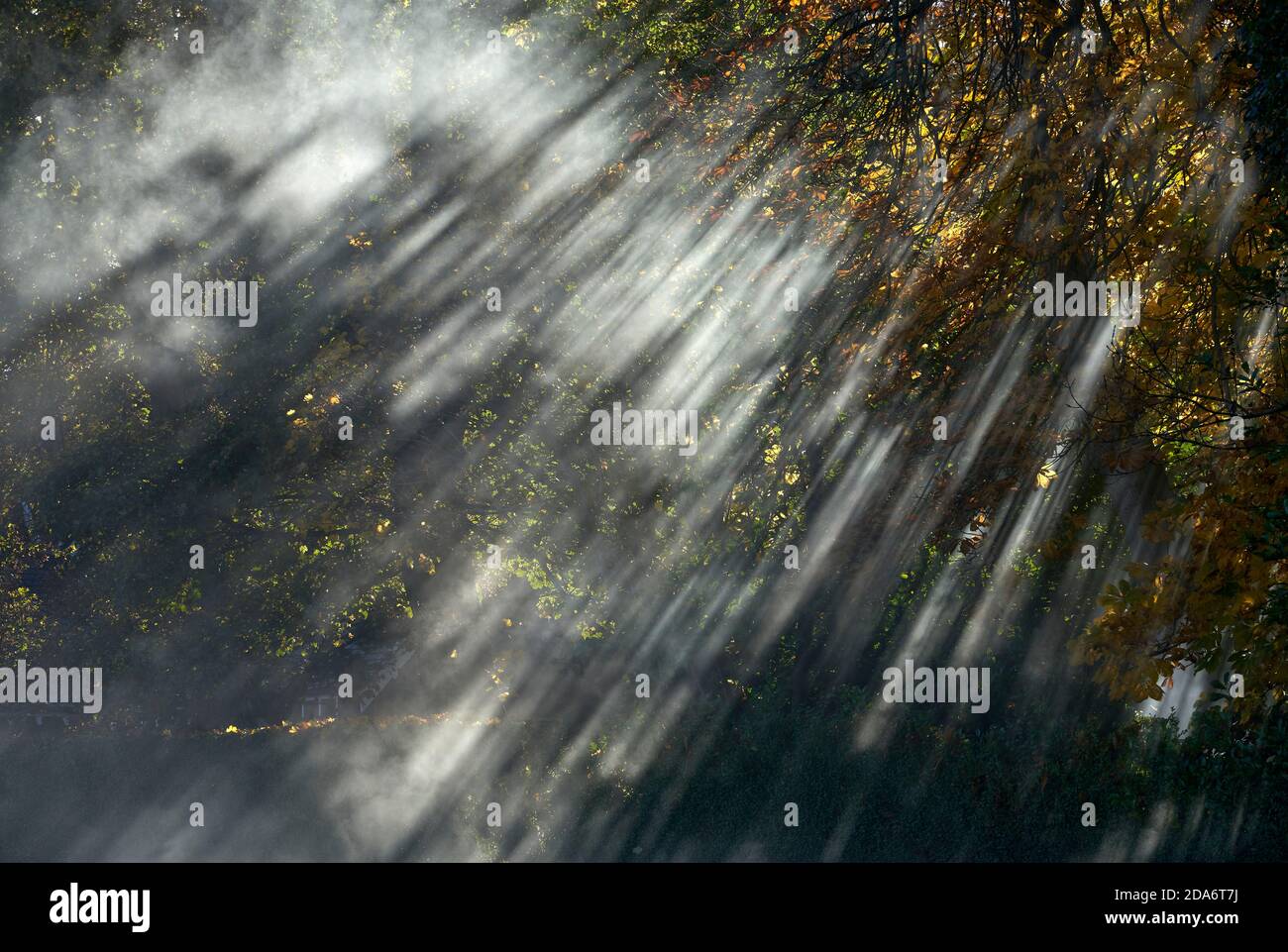 Shafts of light filled with smoke burst through trees on an autumn day ...