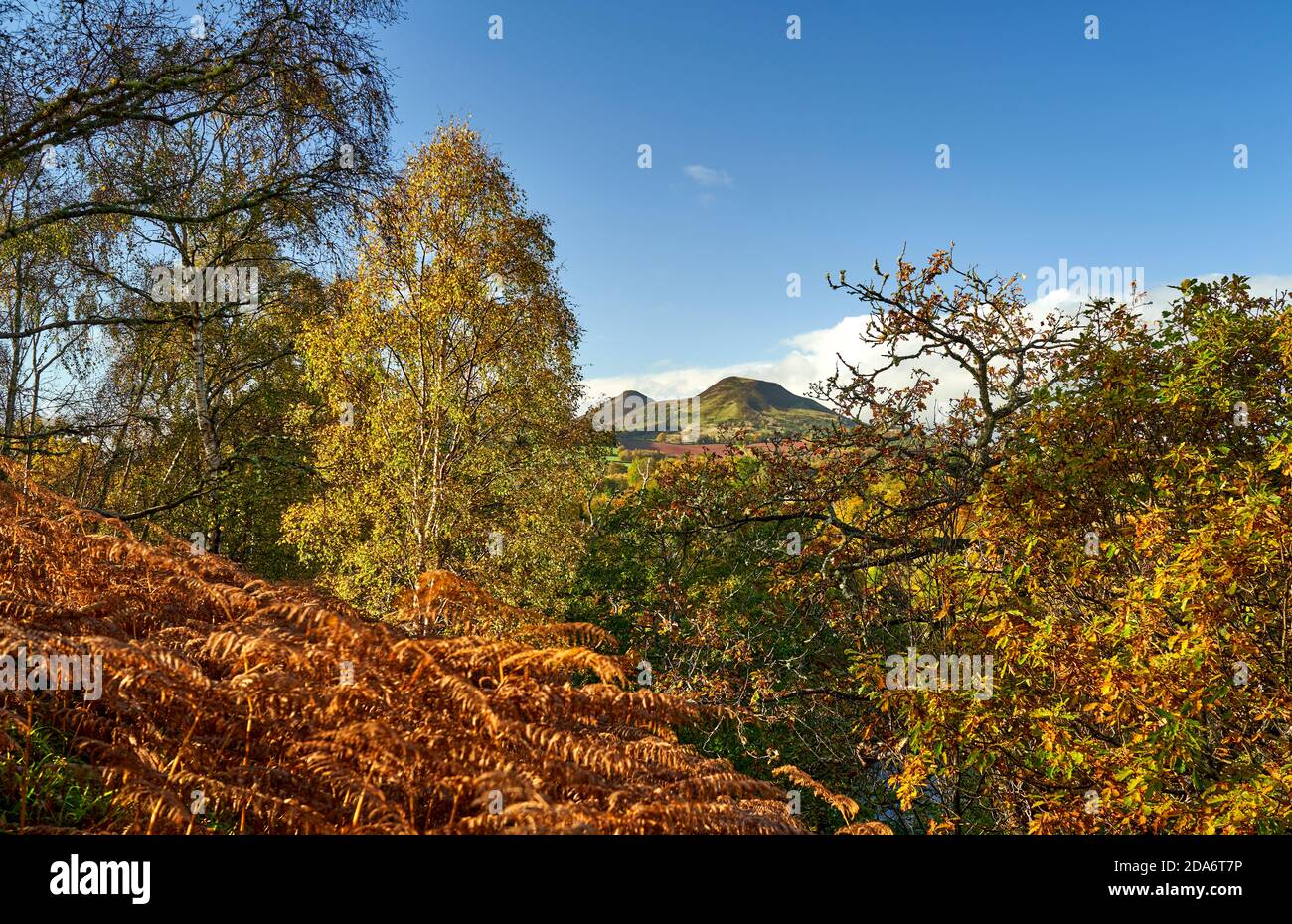 Stunning variety of autumn colours in a woodland in the Scottish ...