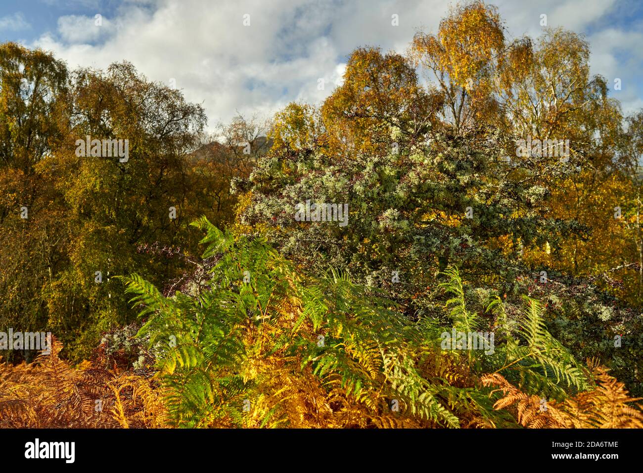 Hawthorn variety hi-res stock photography and images - Alamy