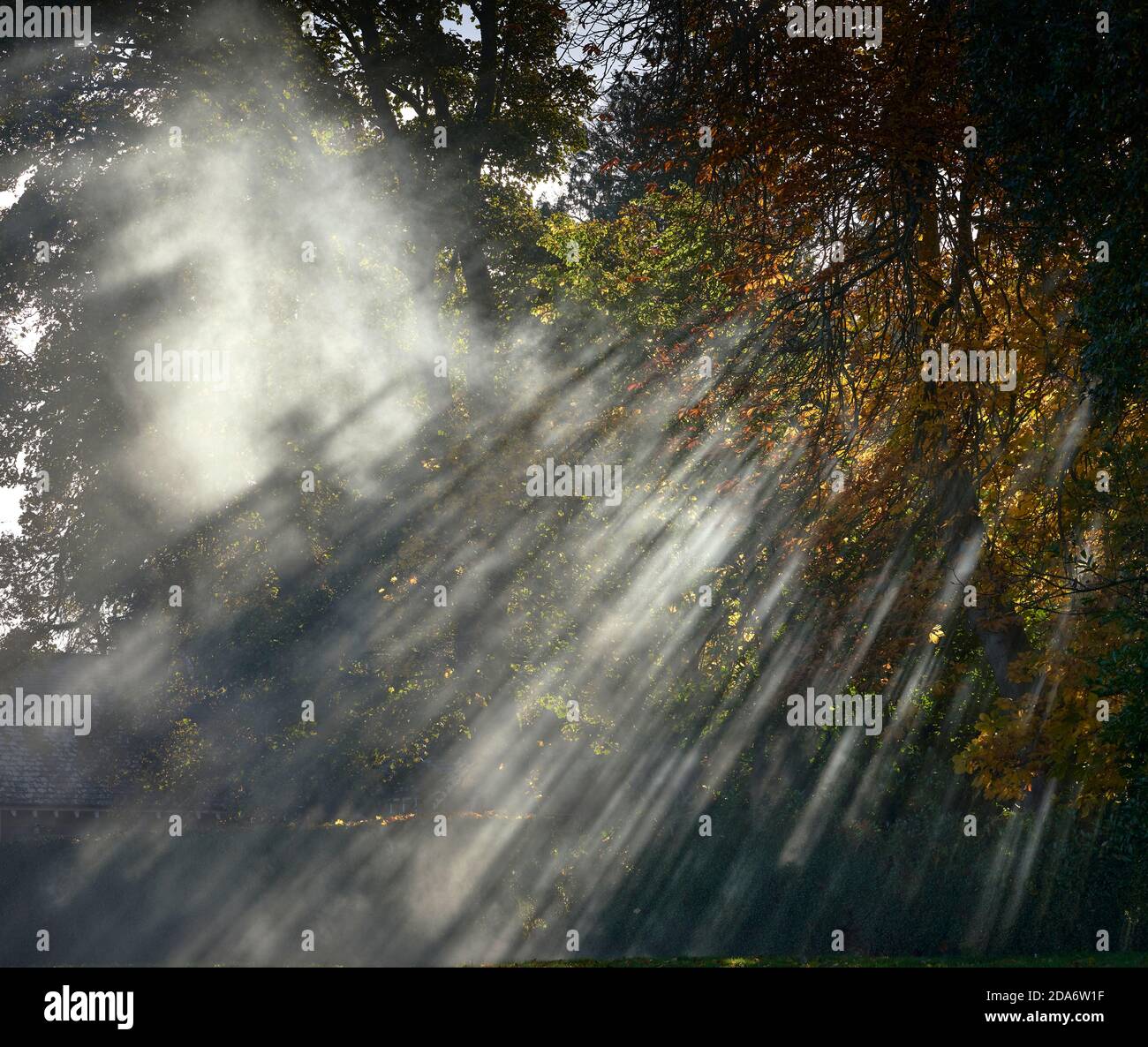 Shafts of light filled with smoke burst through trees on an autumn day ...