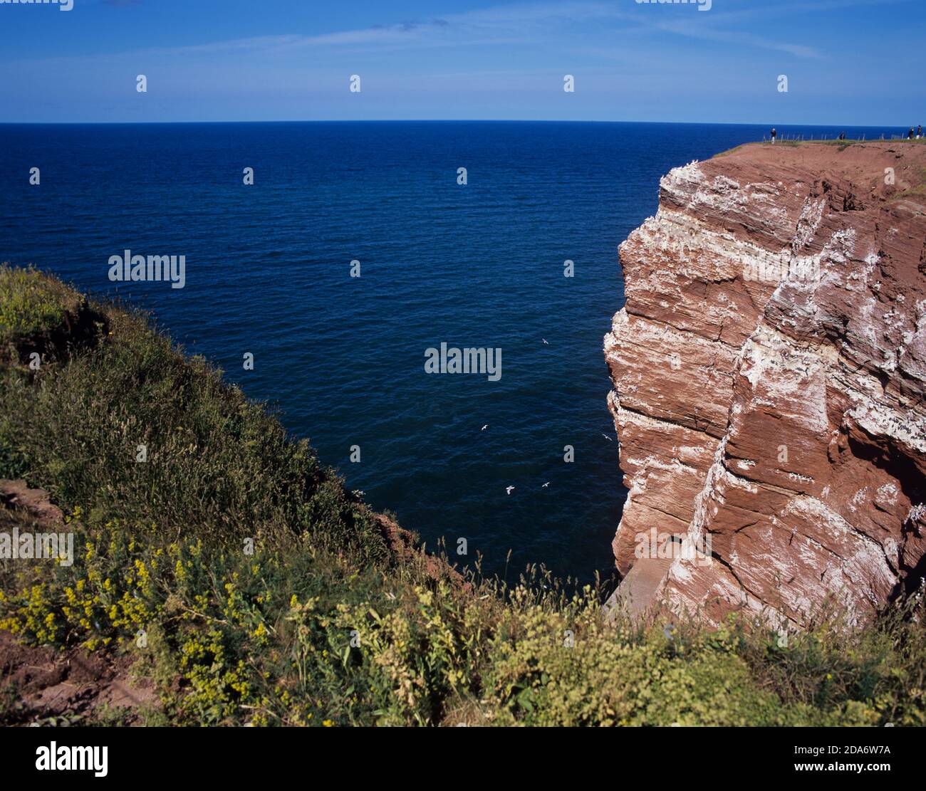 Lummen hi-res stock photography and images - Alamy