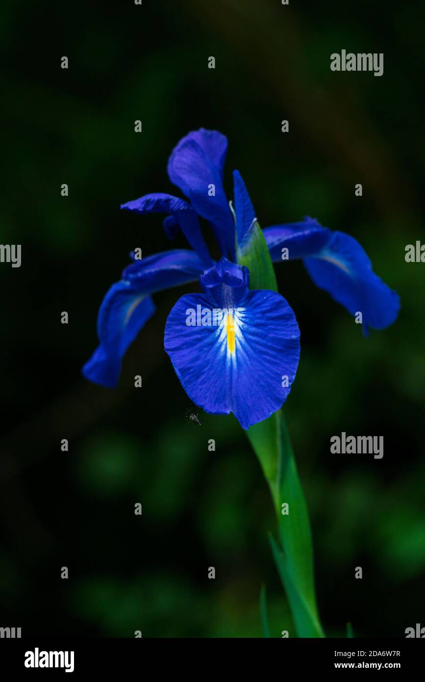 Iris xiphioides hi-res stock photography and images - Alamy