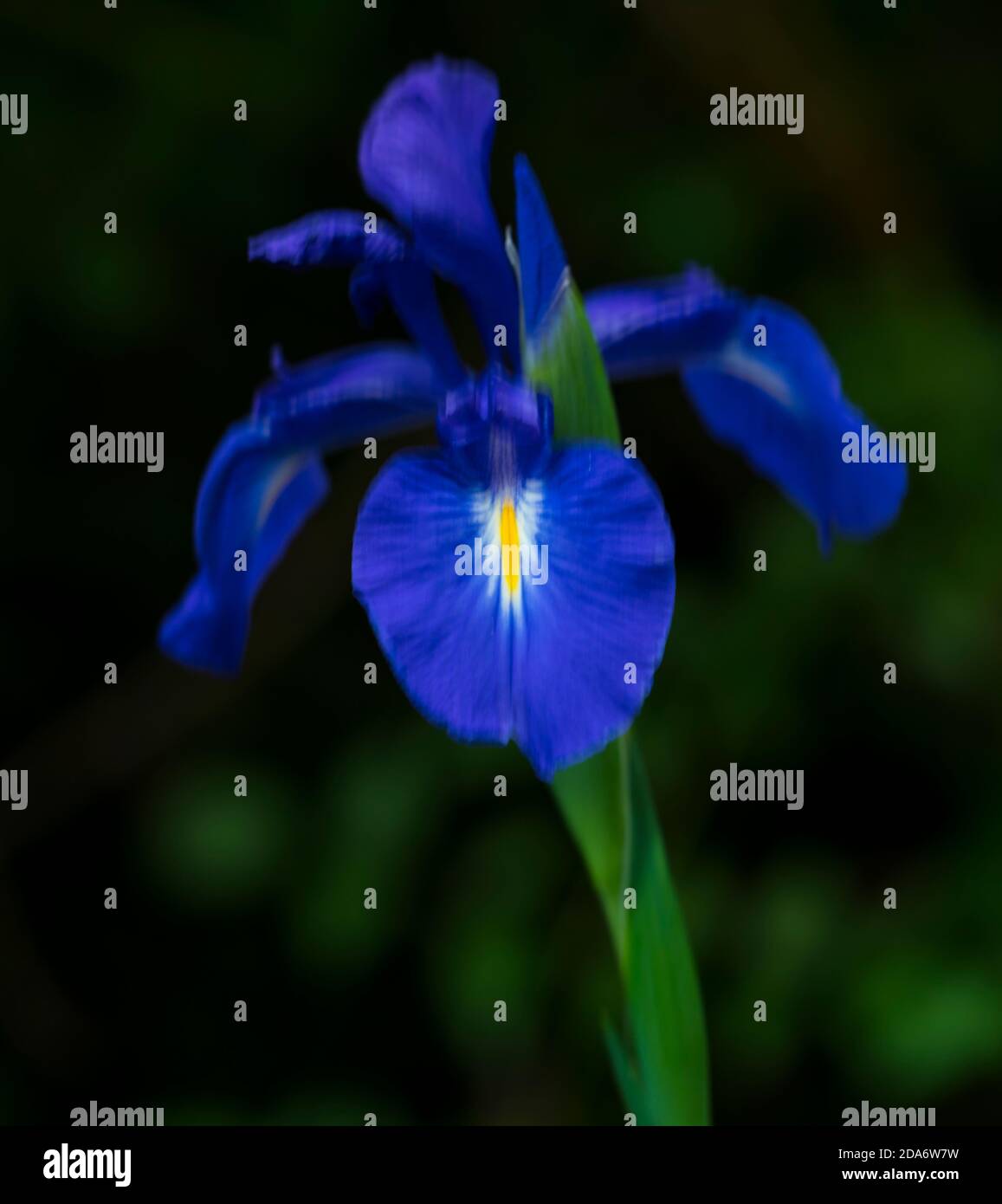 Iris xiphioides hi-res stock photography and images - Alamy