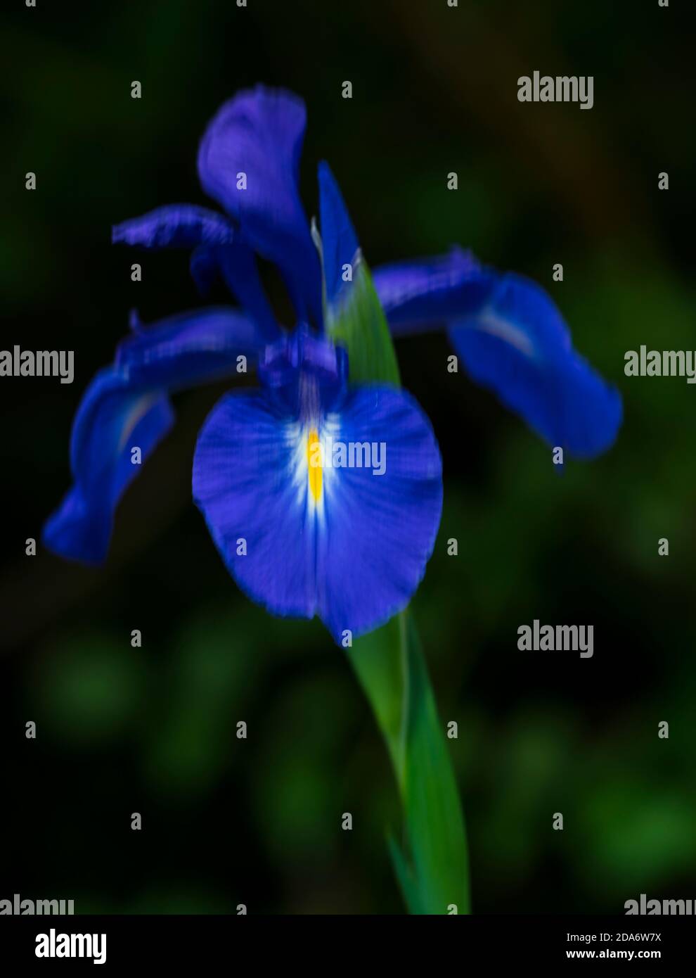 Iris xiphioides hi-res stock photography and images - Alamy