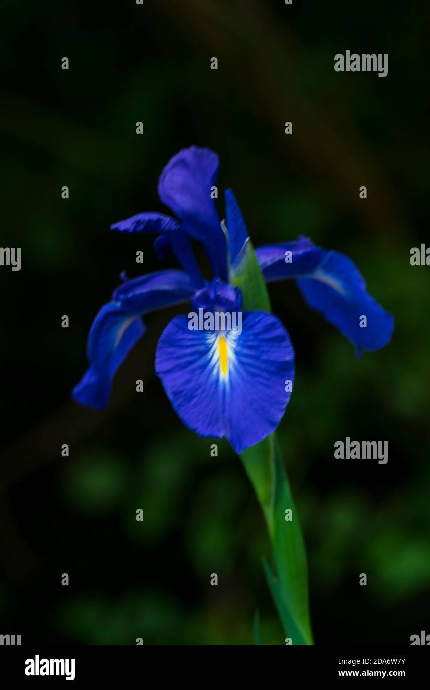 Iris xiphioides hi-res stock photography and images - Alamy
