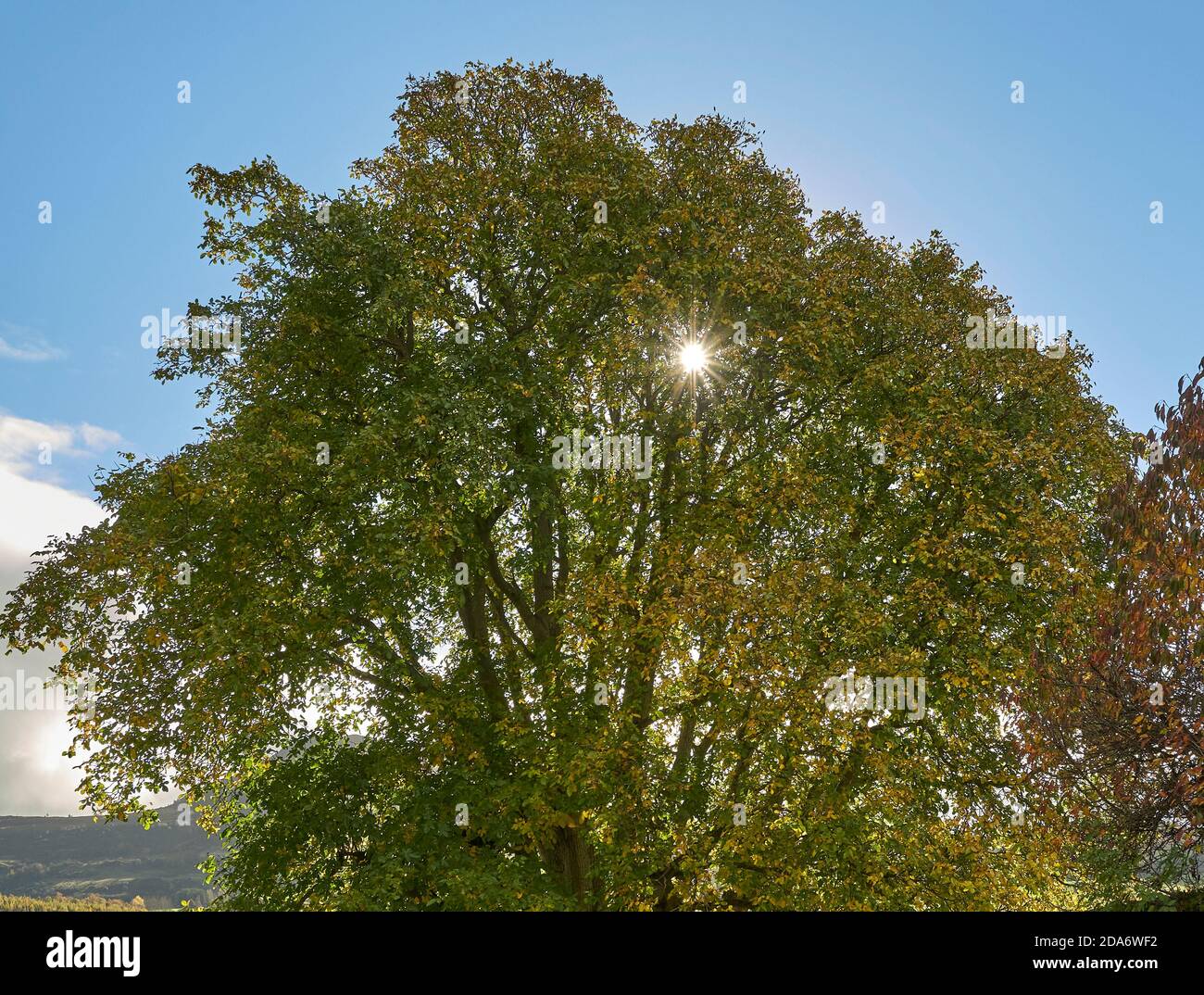 Beautiful old walnut tree (Juglans regia) with sun bursting through ...