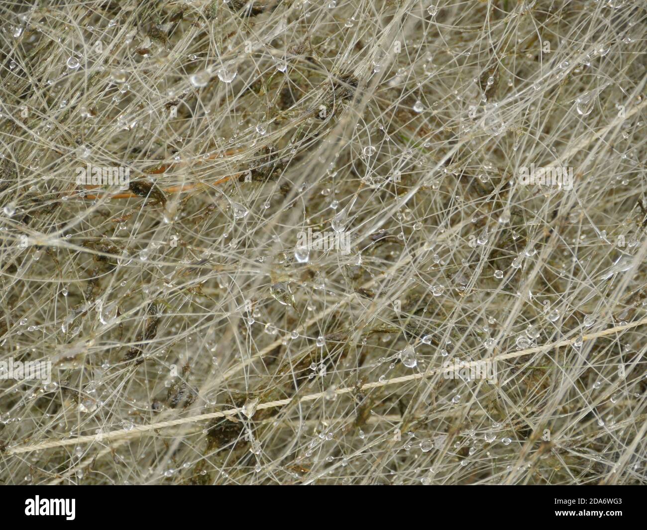 wet fishing nets dry close-up, abstract background Stock Photo - Alamy