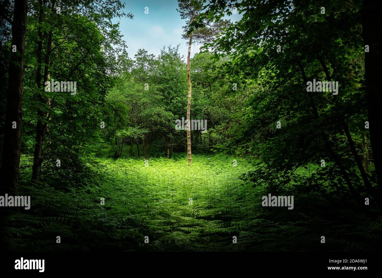 Woodland outside Glasgow, Scotland Stock Photo - Alamy