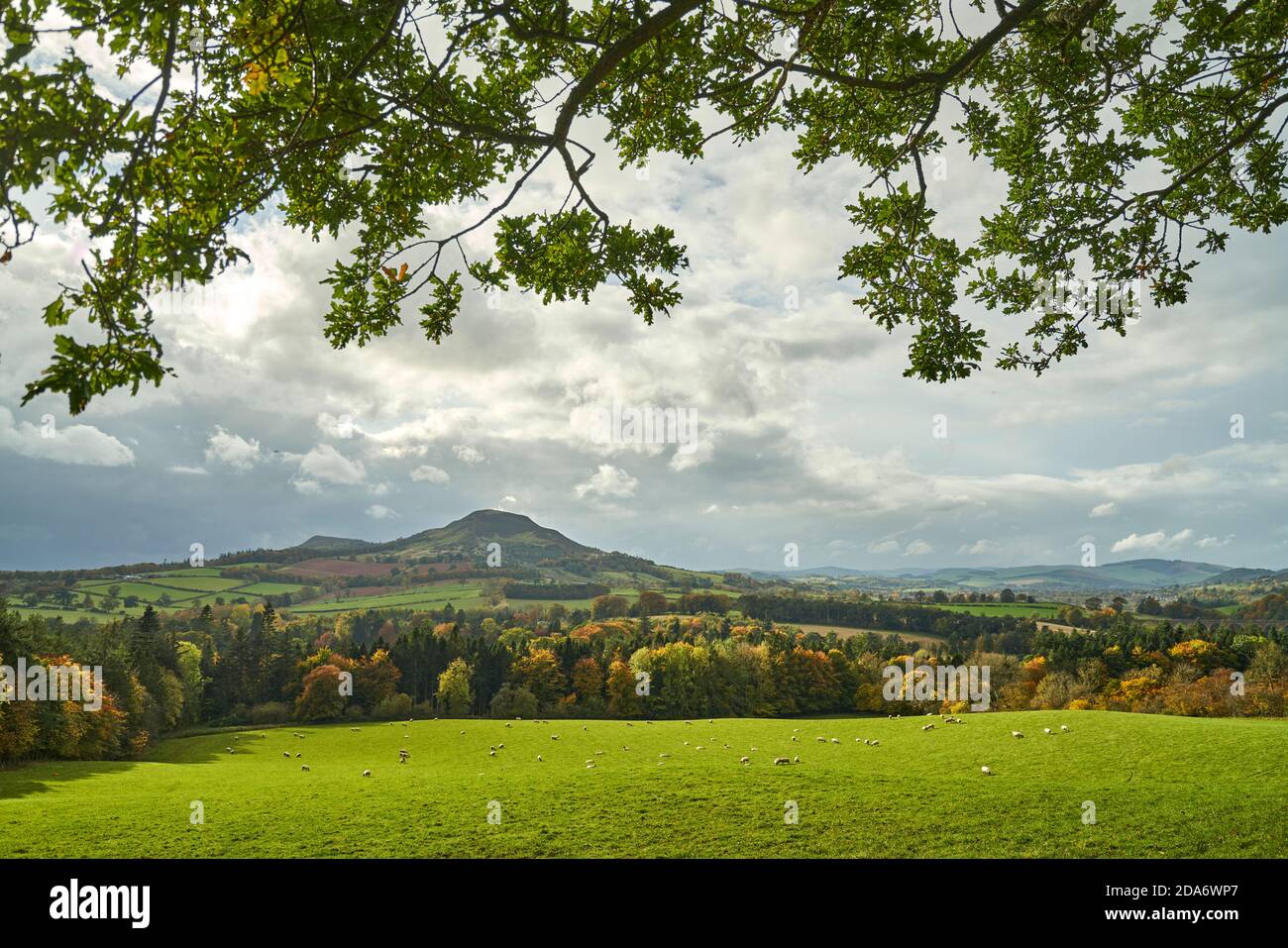 Autumn view looking towards The Eildon across fields with grazing sheep ...