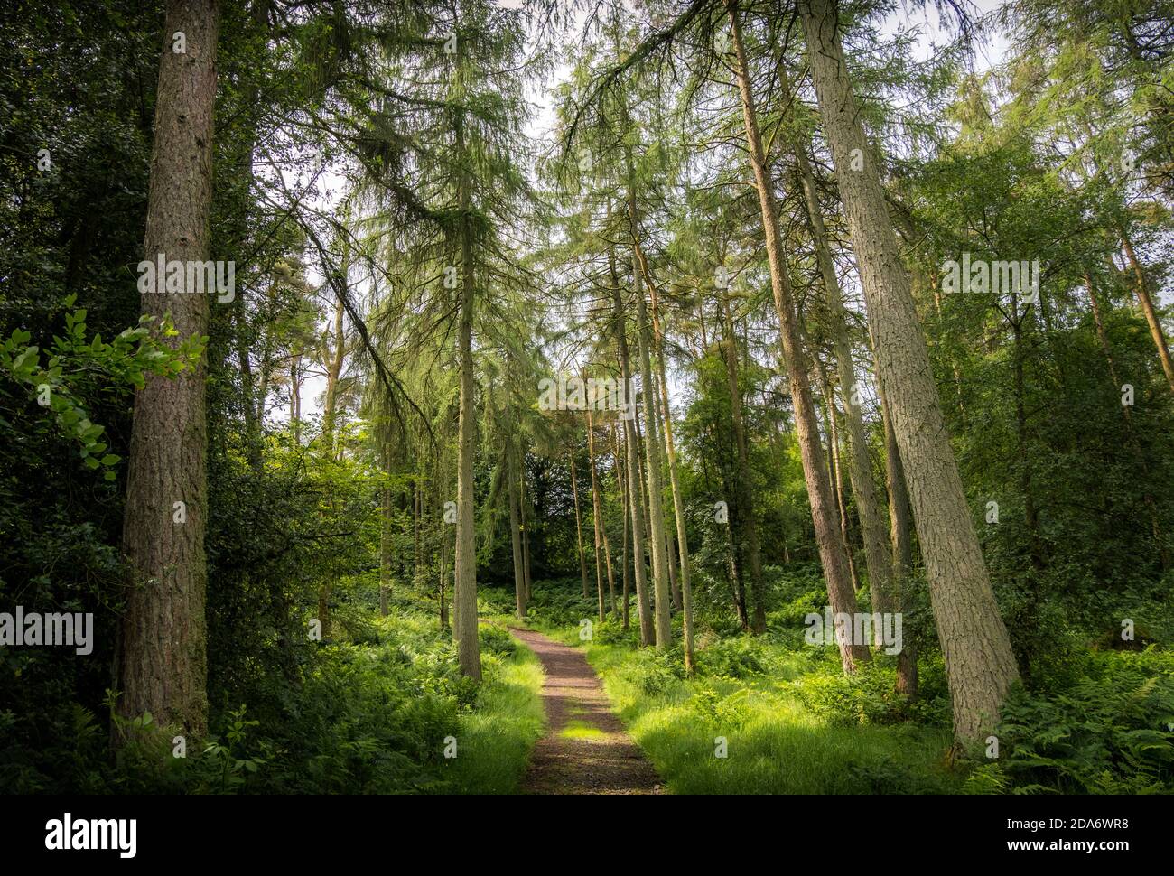 Path through forest Stock Photo - Alamy