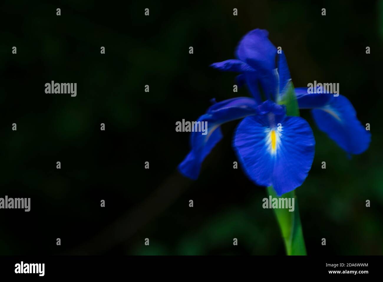 Iris xiphioides hi-res stock photography and images - Alamy