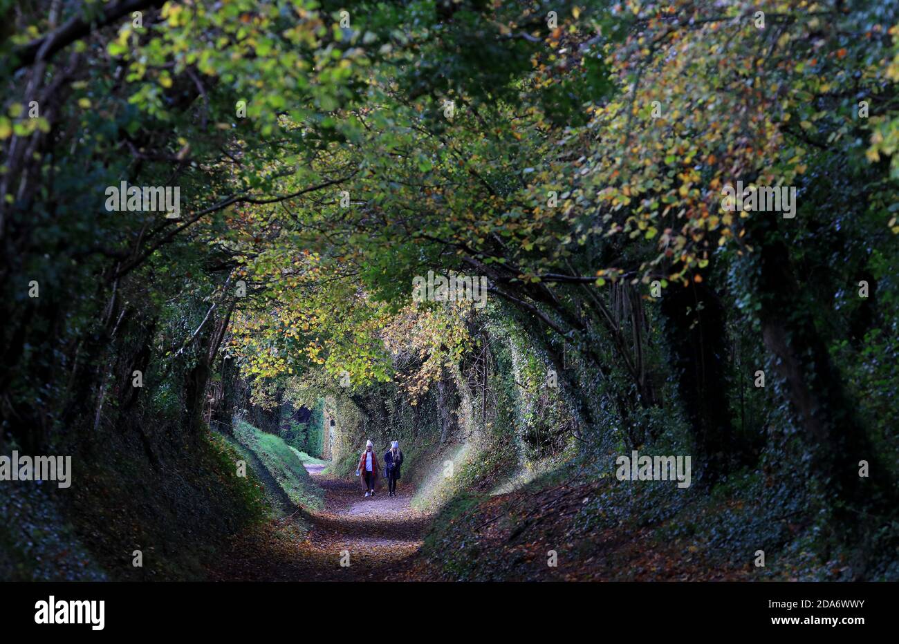 Ladies enjoy a walk through the trees along an ancient track in ...