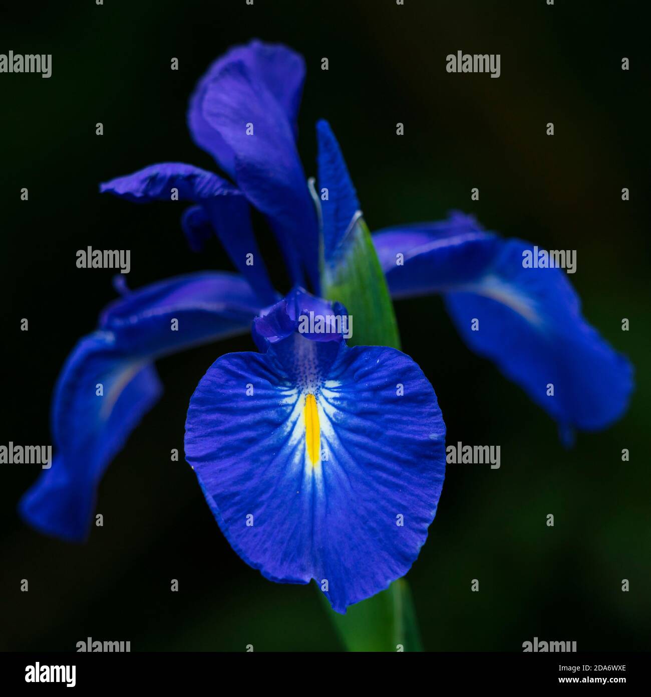 Iris xiphioides hi-res stock photography and images - Alamy