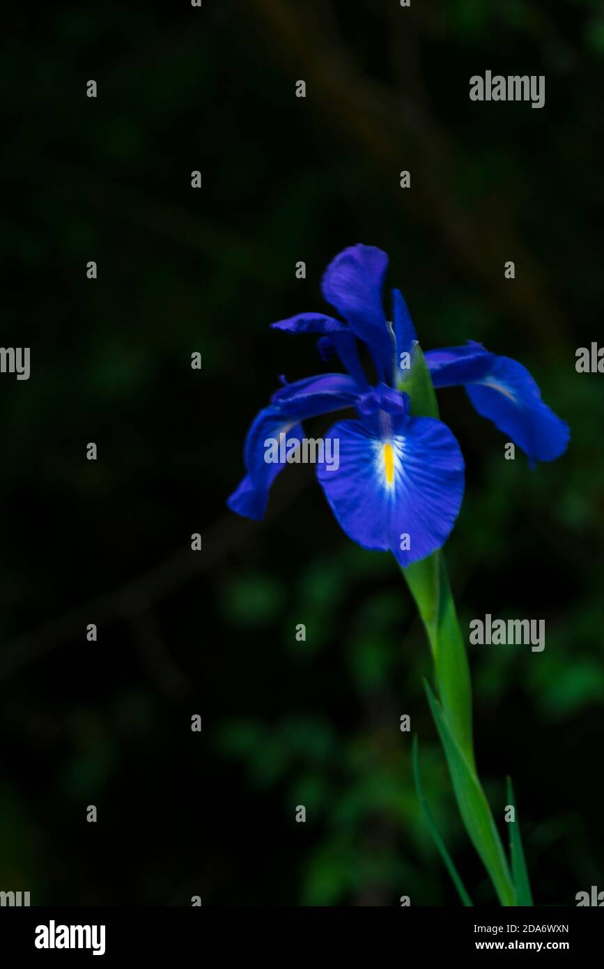 Iris xiphioides hi-res stock photography and images - Alamy