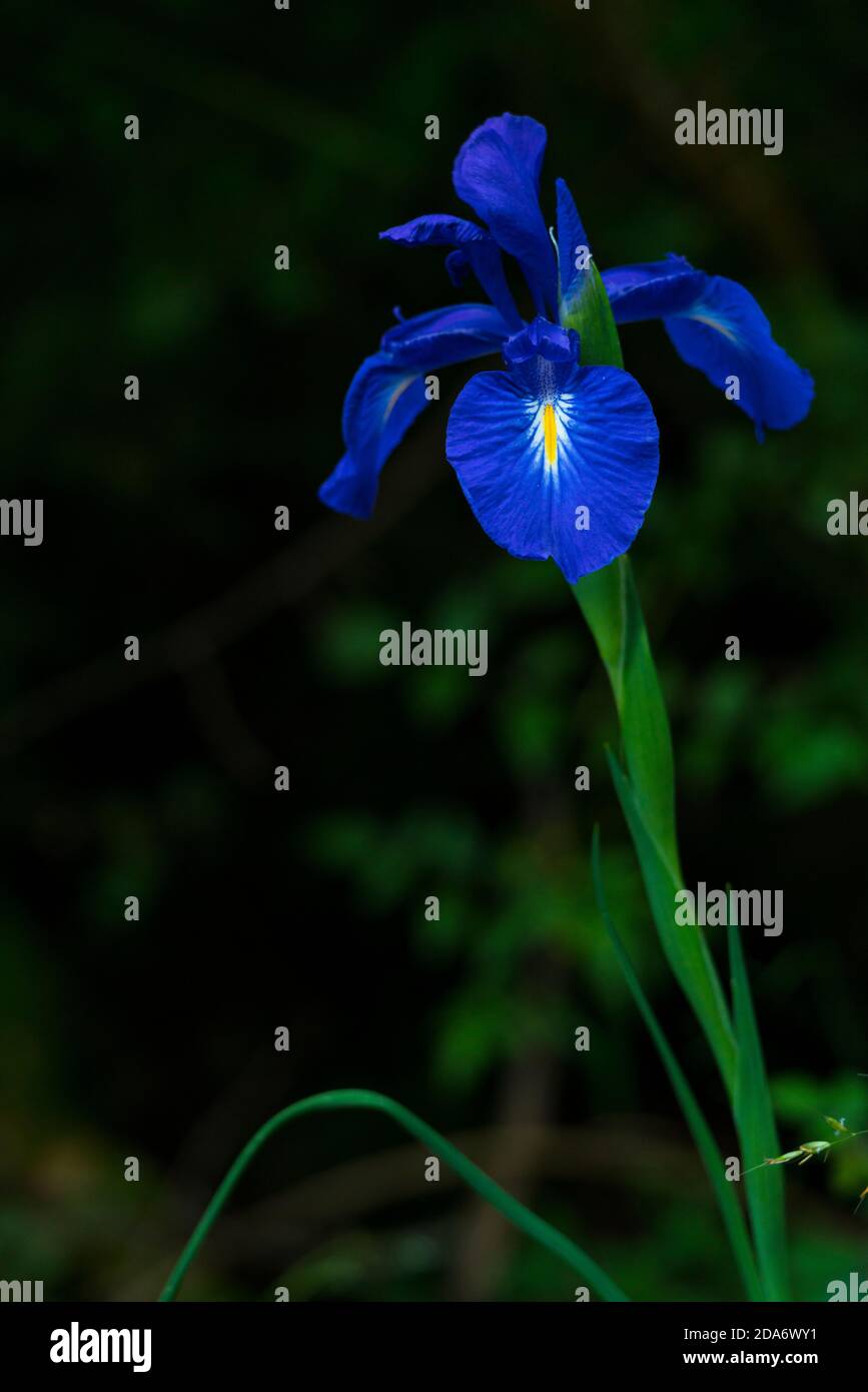 Iris xiphioides hi-res stock photography and images - Alamy