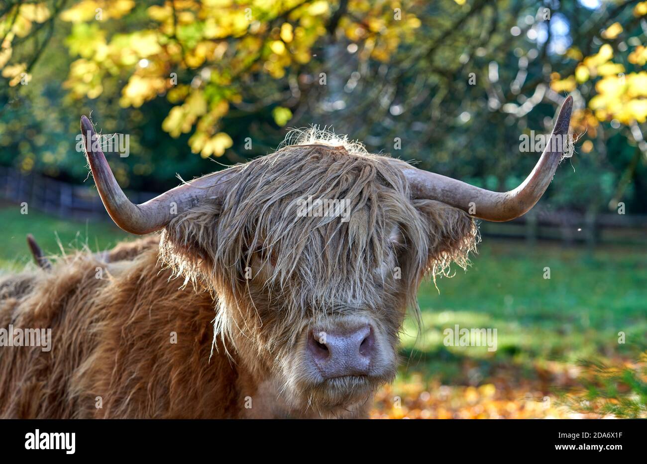Highland Cow with autumn sunlight in the Scottish Borders.eyelash Stock ...
