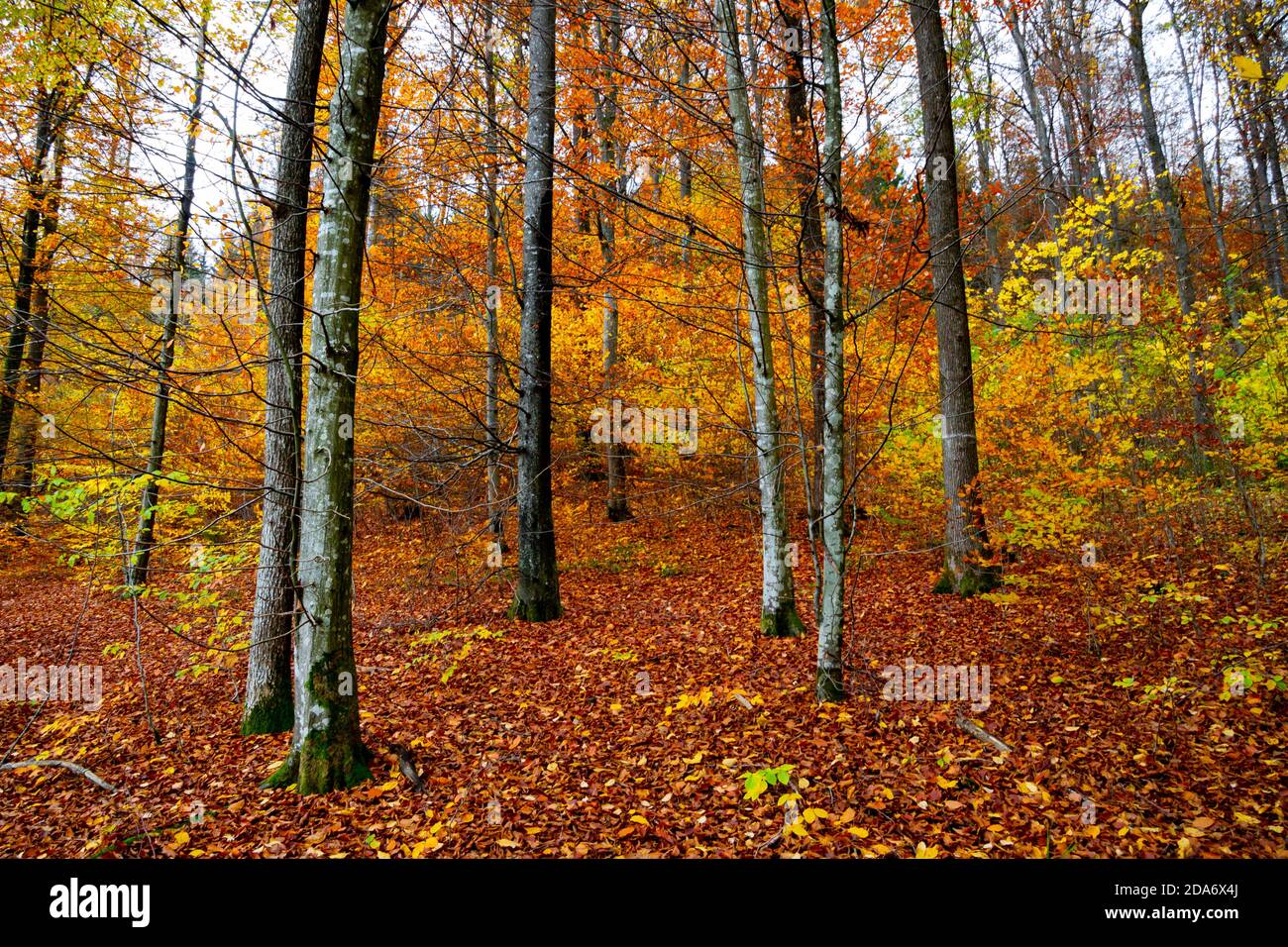 Autumn forest trees for natural autumn background Stock Photo - Alamy