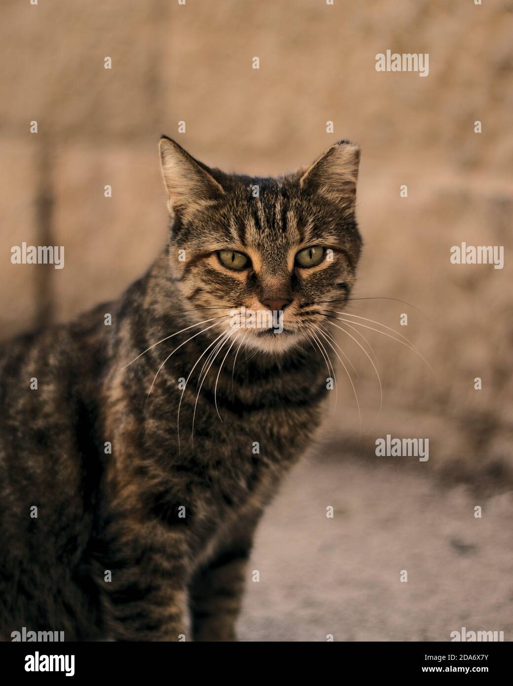 Cat in the alley hi-res stock photography and images - Alamy