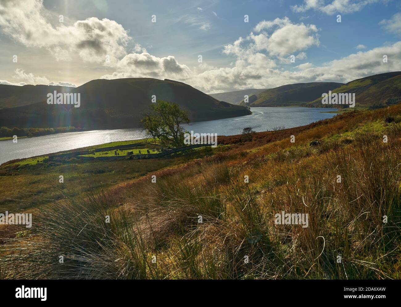 Woodland trust ash hi-res stock photography and images - Alamy