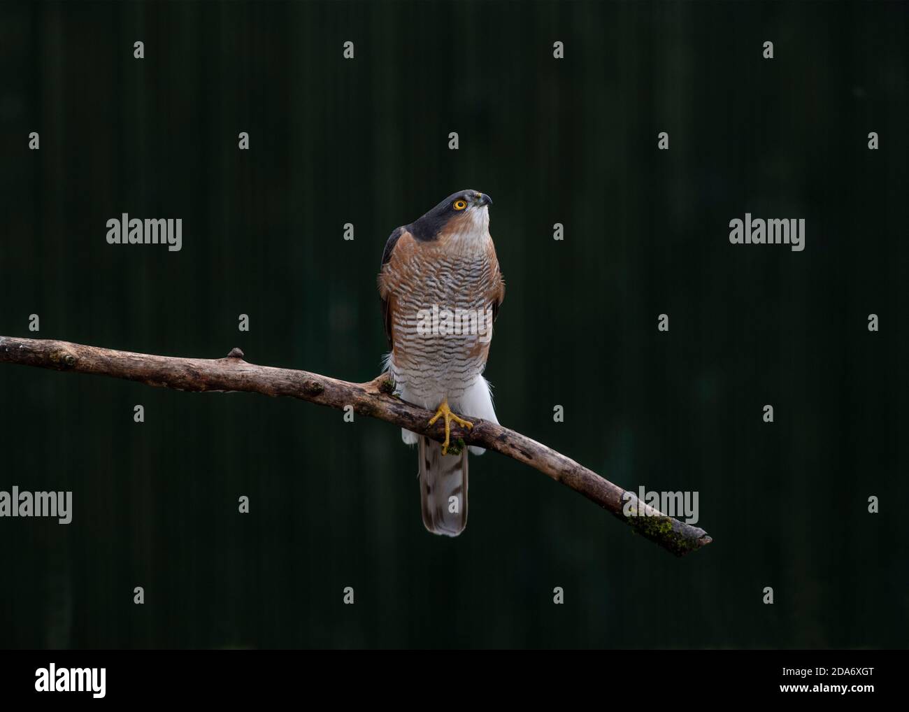Male Sparrowhawk perched on a branch watching a flock of small birds ...