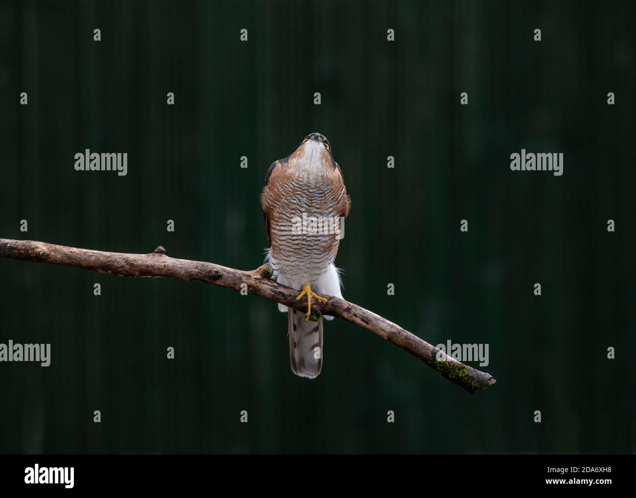 Hawk hunting flock birds hi-res stock photography and images - Alamy