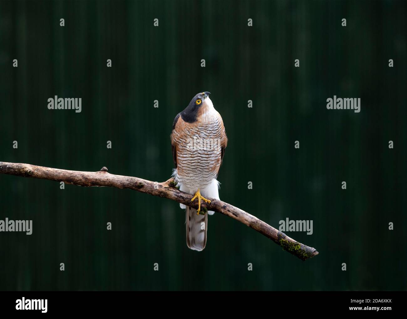 Male sparrowhawk flying hi-res stock photography and images - Alamy