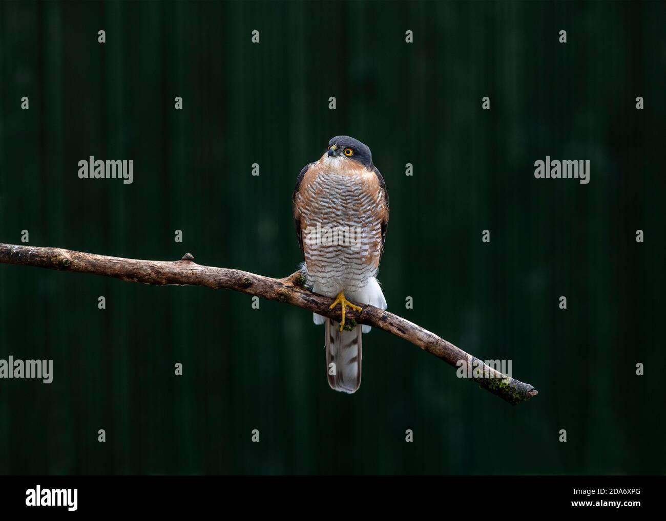 Hawk hunting flock birds hi-res stock photography and images - Alamy