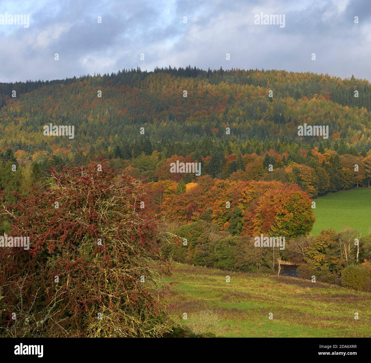 Spectacular autumn colours of woodland along the Ettrick Valley in the ...
