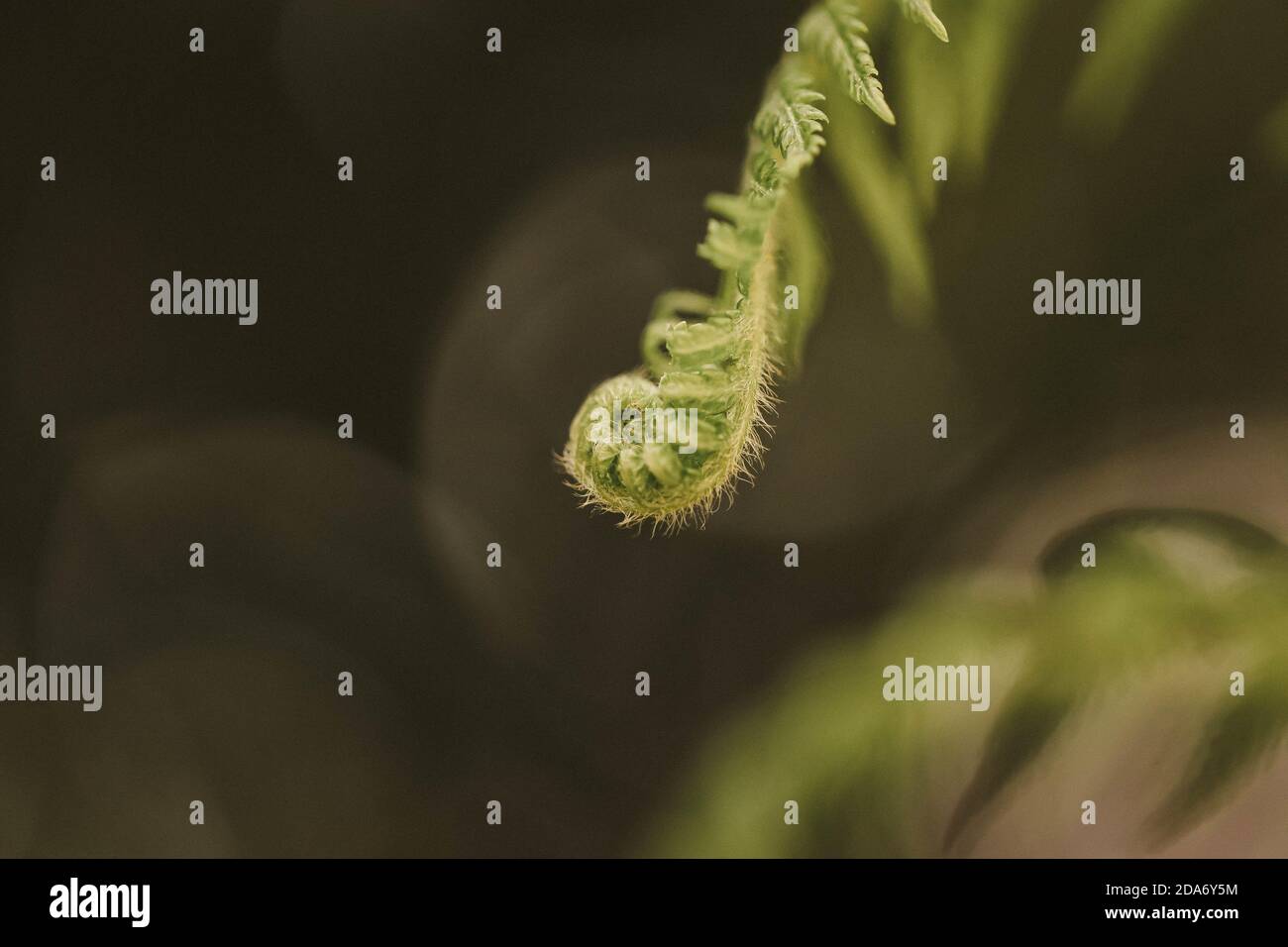 macro shot of eagle fern Stock Photo - Alamy