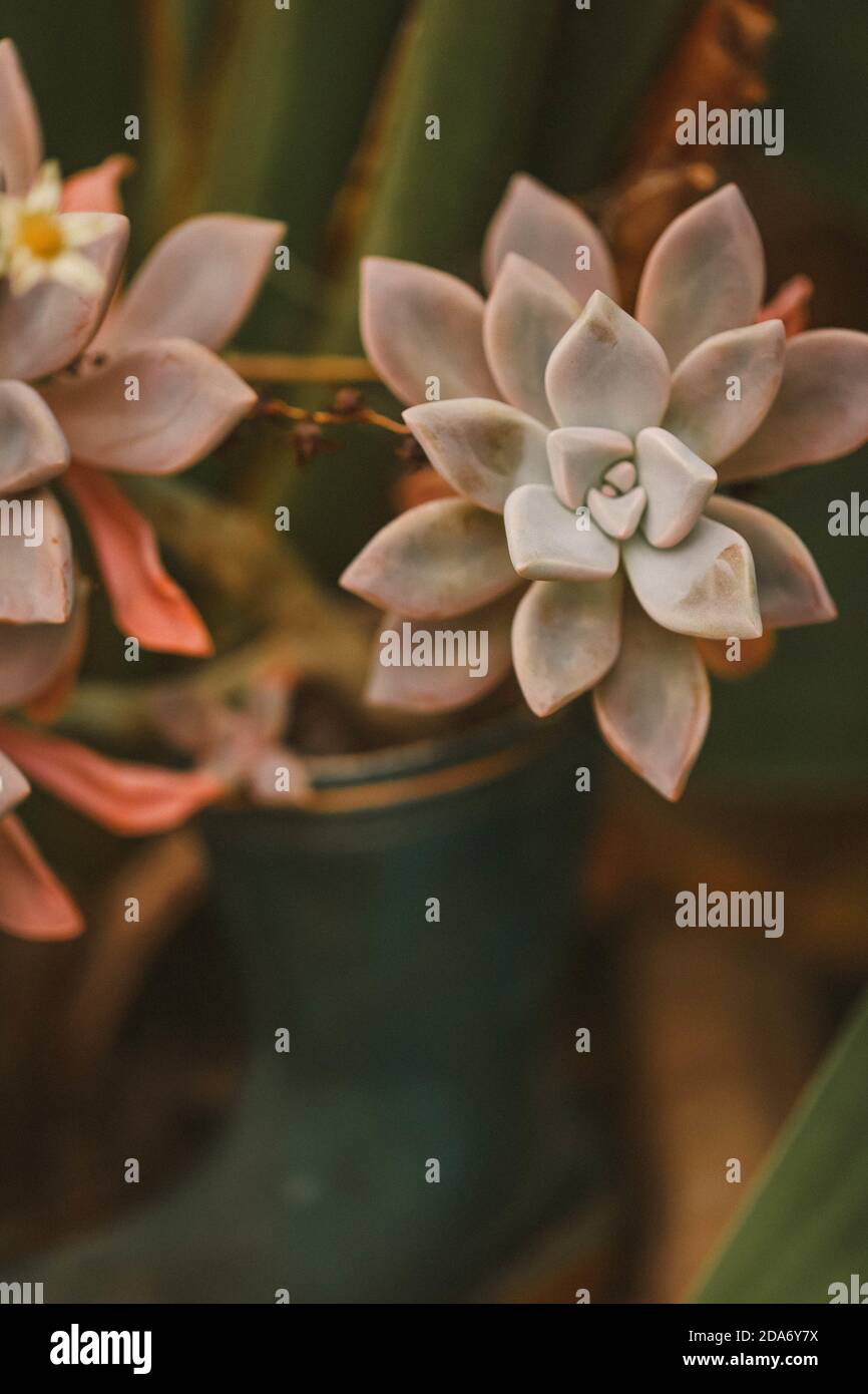 Rosette plants hi-res stock photography and images - Alamy