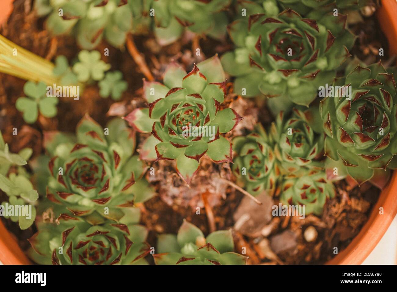Rosette plants hi-res stock photography and images - Alamy