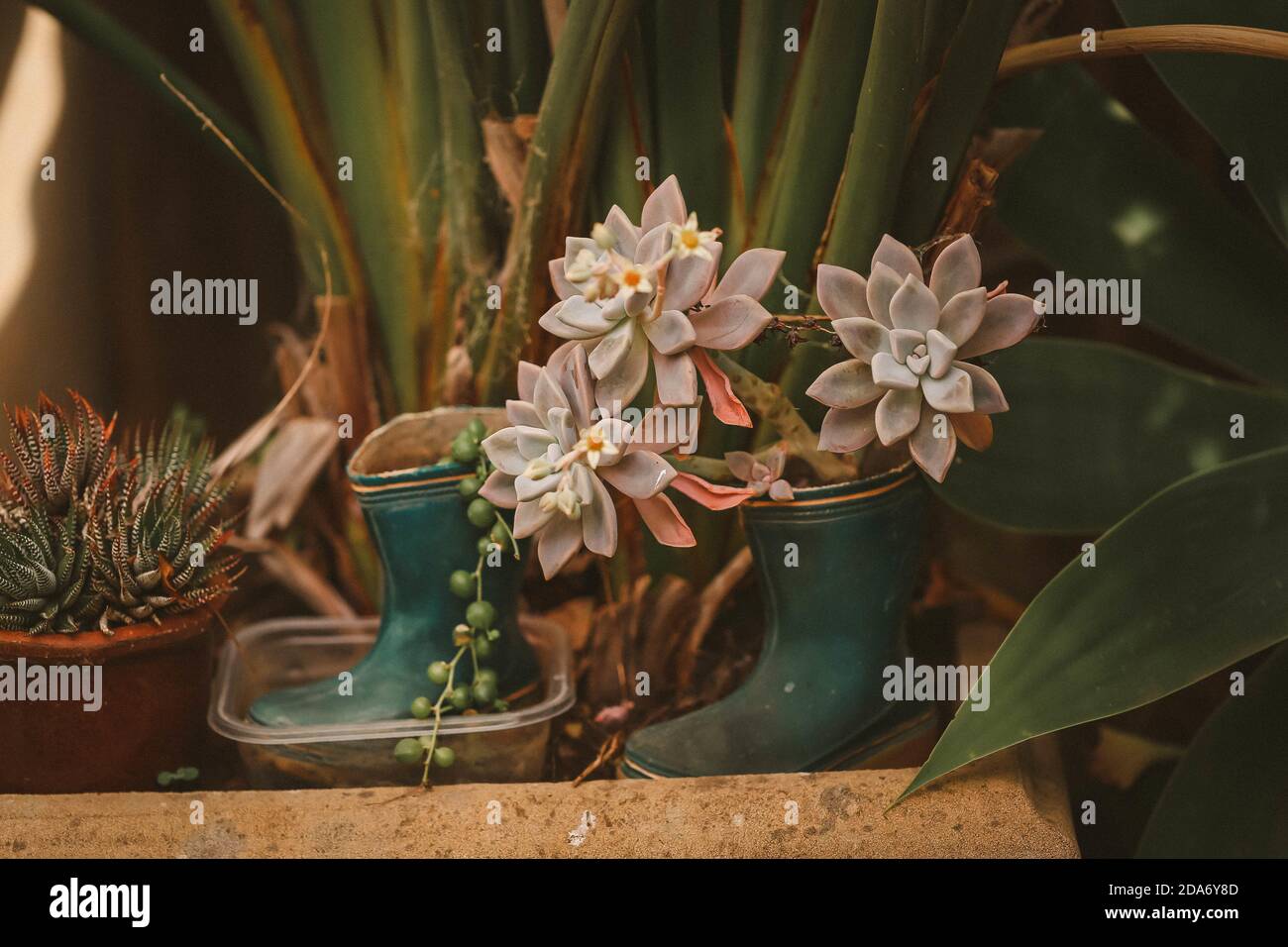 Rosette plants hi-res stock photography and images - Alamy
