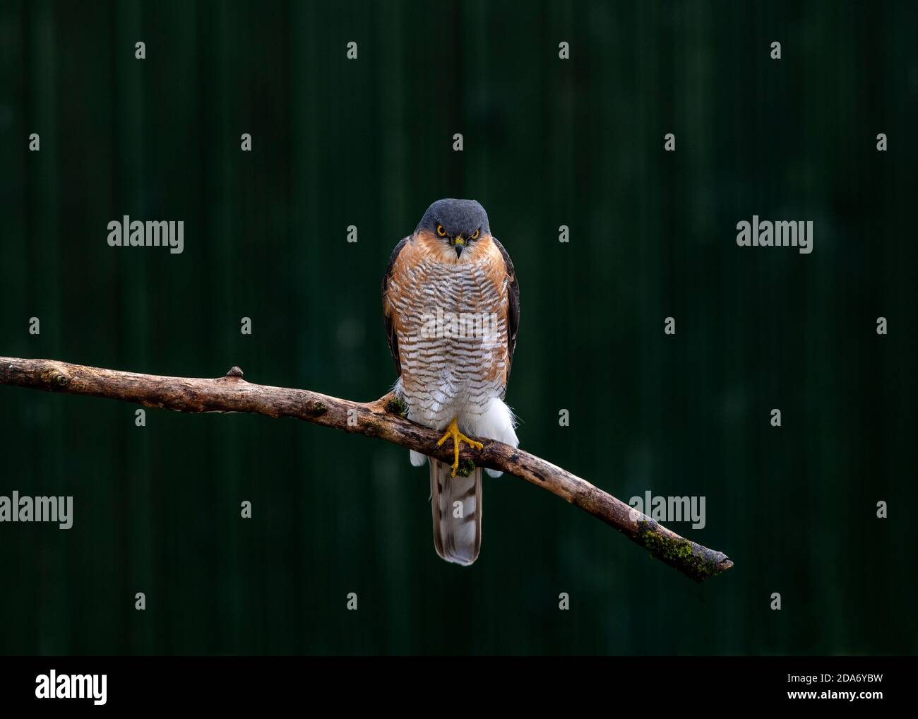 Falcon predator talon kill hi-res stock photography and images - Alamy