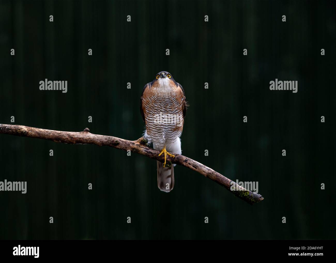 Hawk hunting flock birds hi-res stock photography and images - Alamy