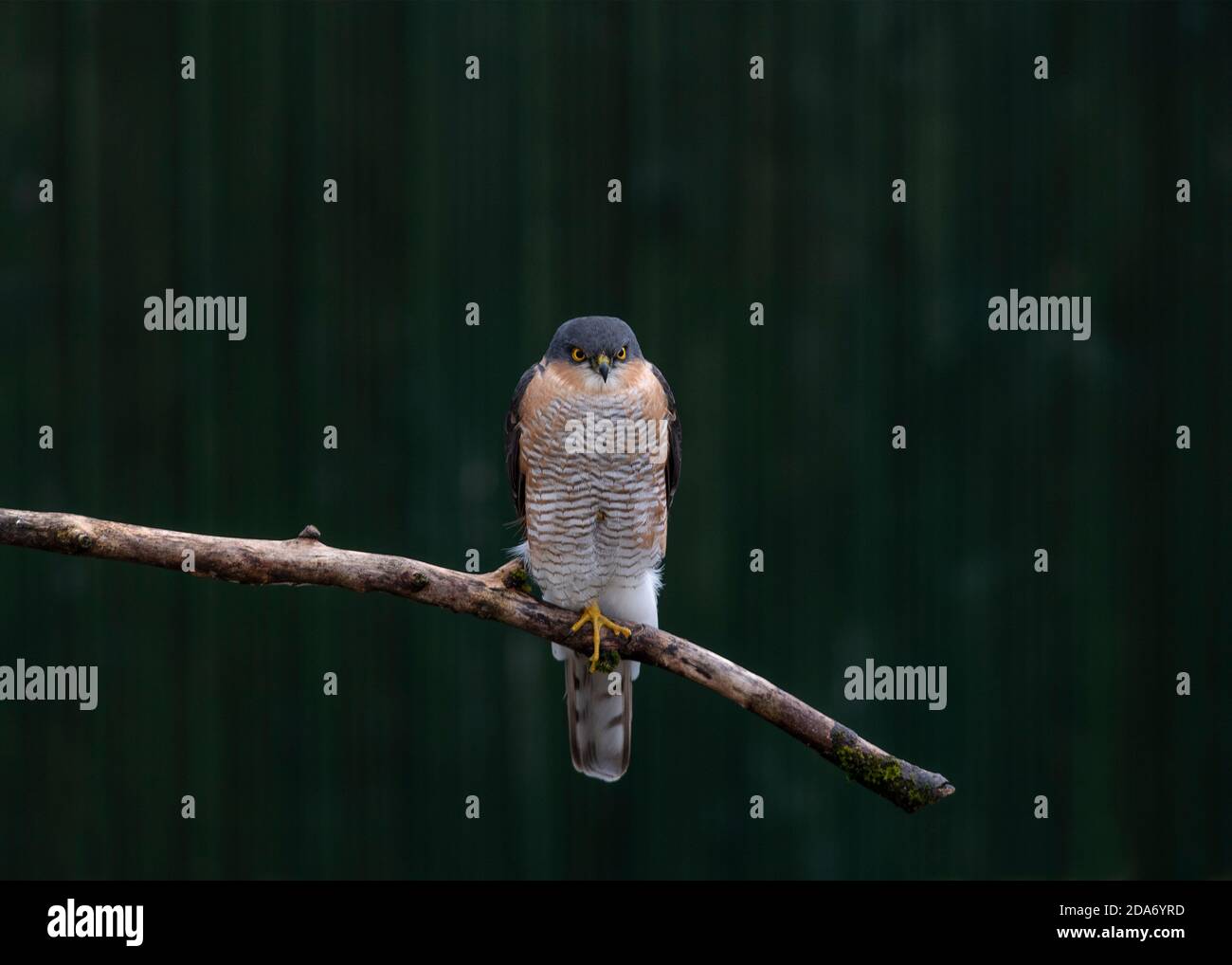 Falcon predator talon kill hi-res stock photography and images - Alamy