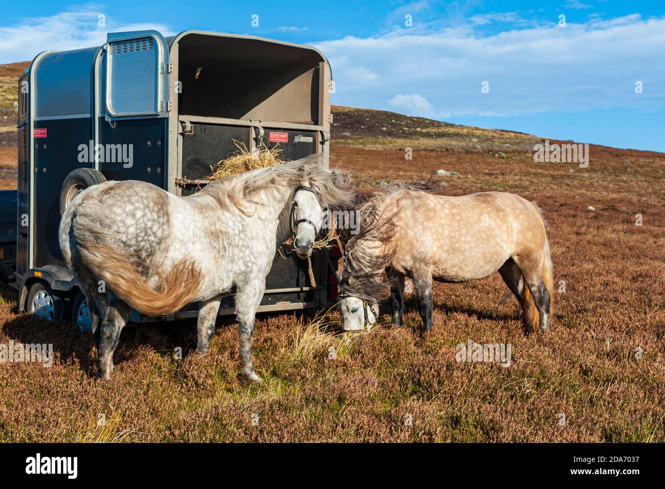 Scotland – Two Highland Ponies at the back of a horse-box high in the ...
