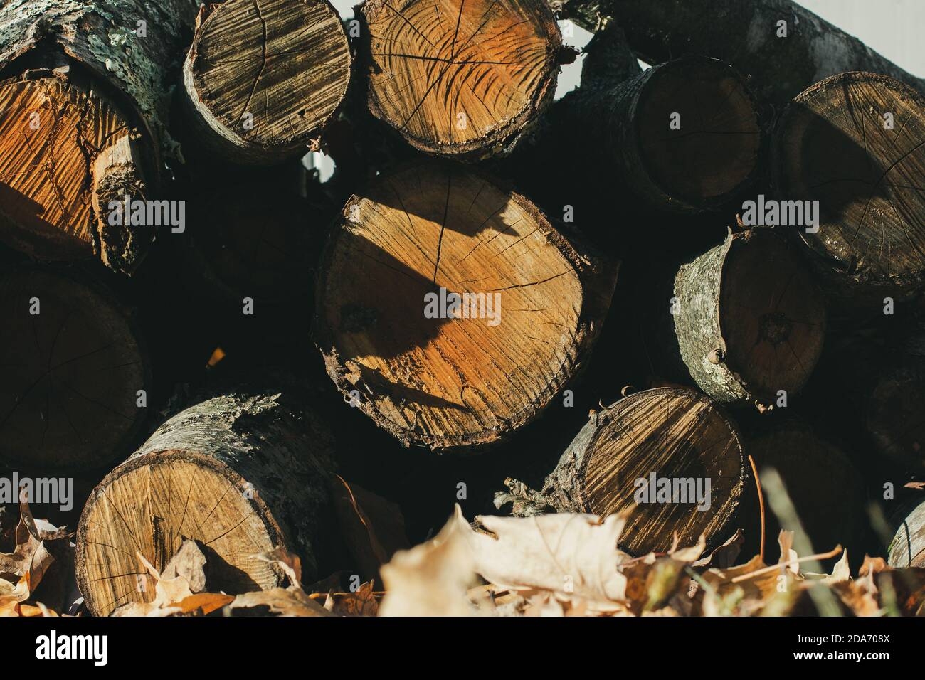 Pile of logs with fallen autumn leaves on the ground under the sunlight ...