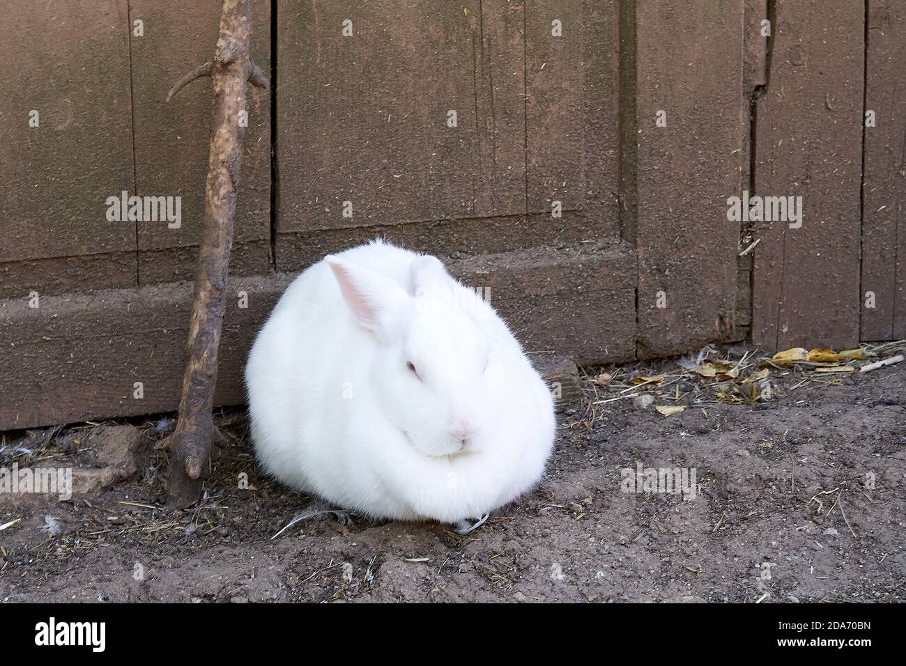 A white rabbit isolated in front of a wooden door Stock Photo - Alamy