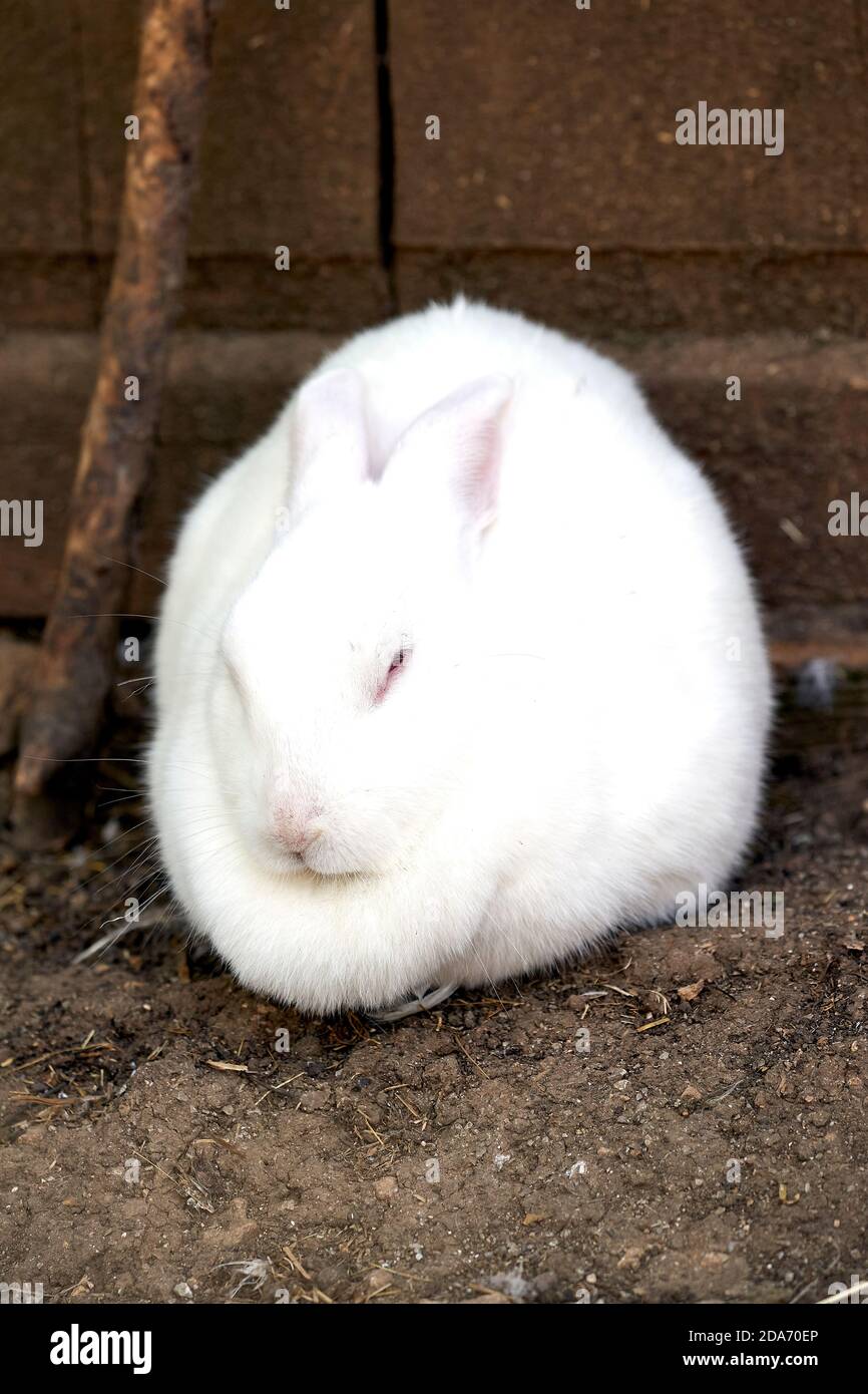 A white rabbit isolated in front of a wooden door Stock Photo - Alamy