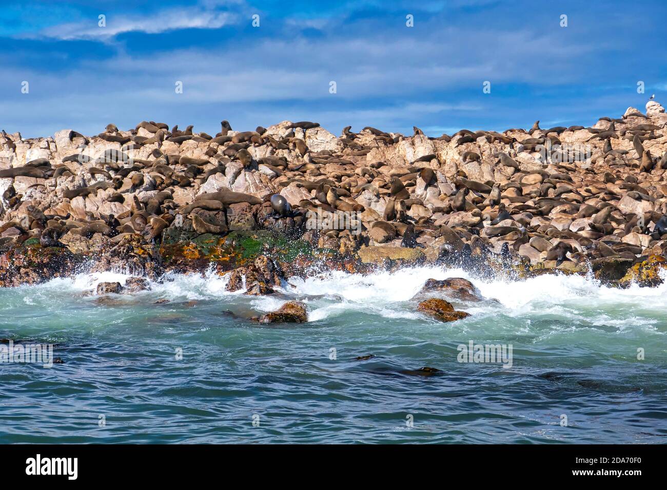 Cape Fur Seals, Arctocephalus pusillus, Shark Alley, Geyser Rock, Dyer ...