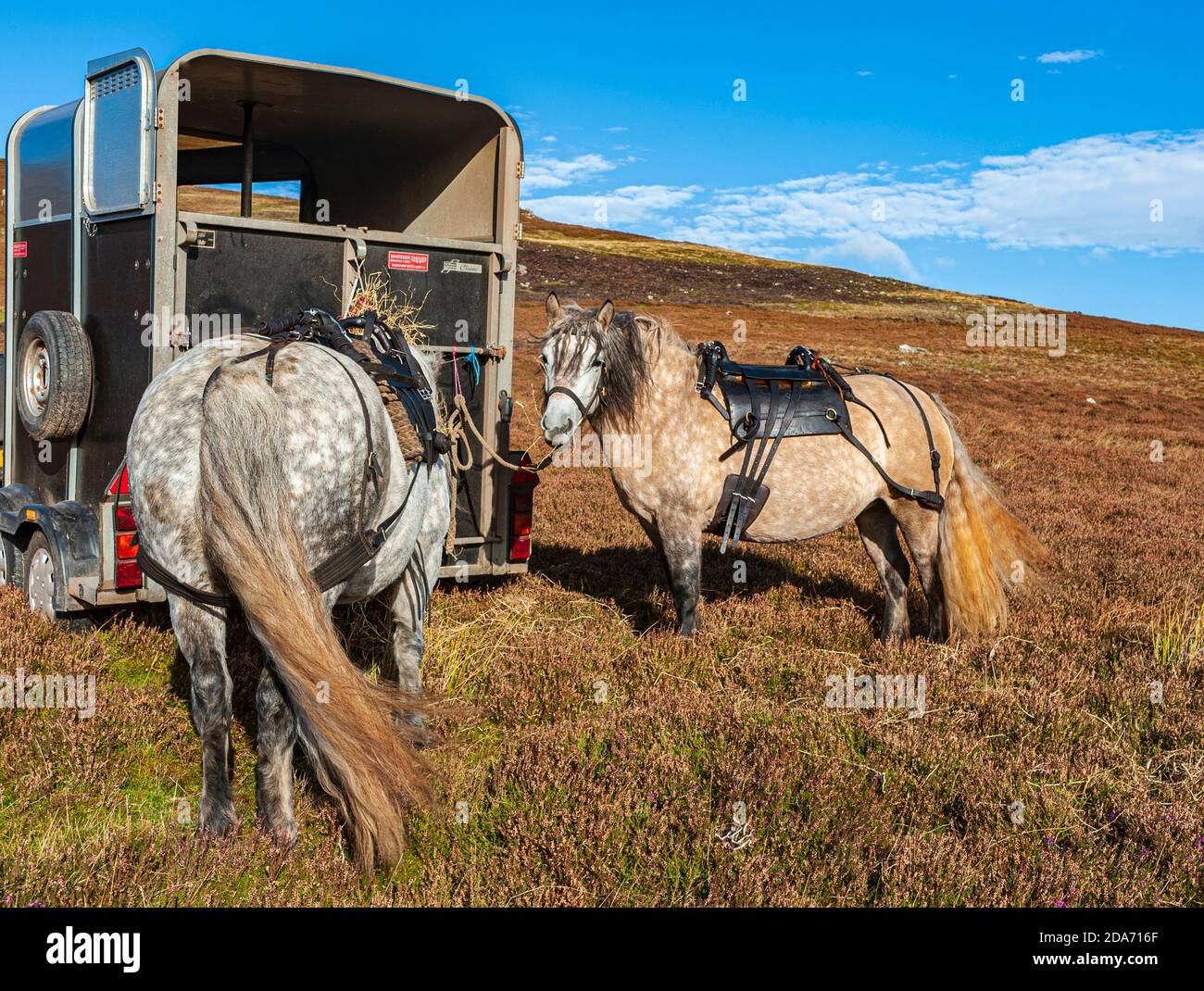 Scotland – Two Highland Ponies, with pack saddles on, at the back of a ...
