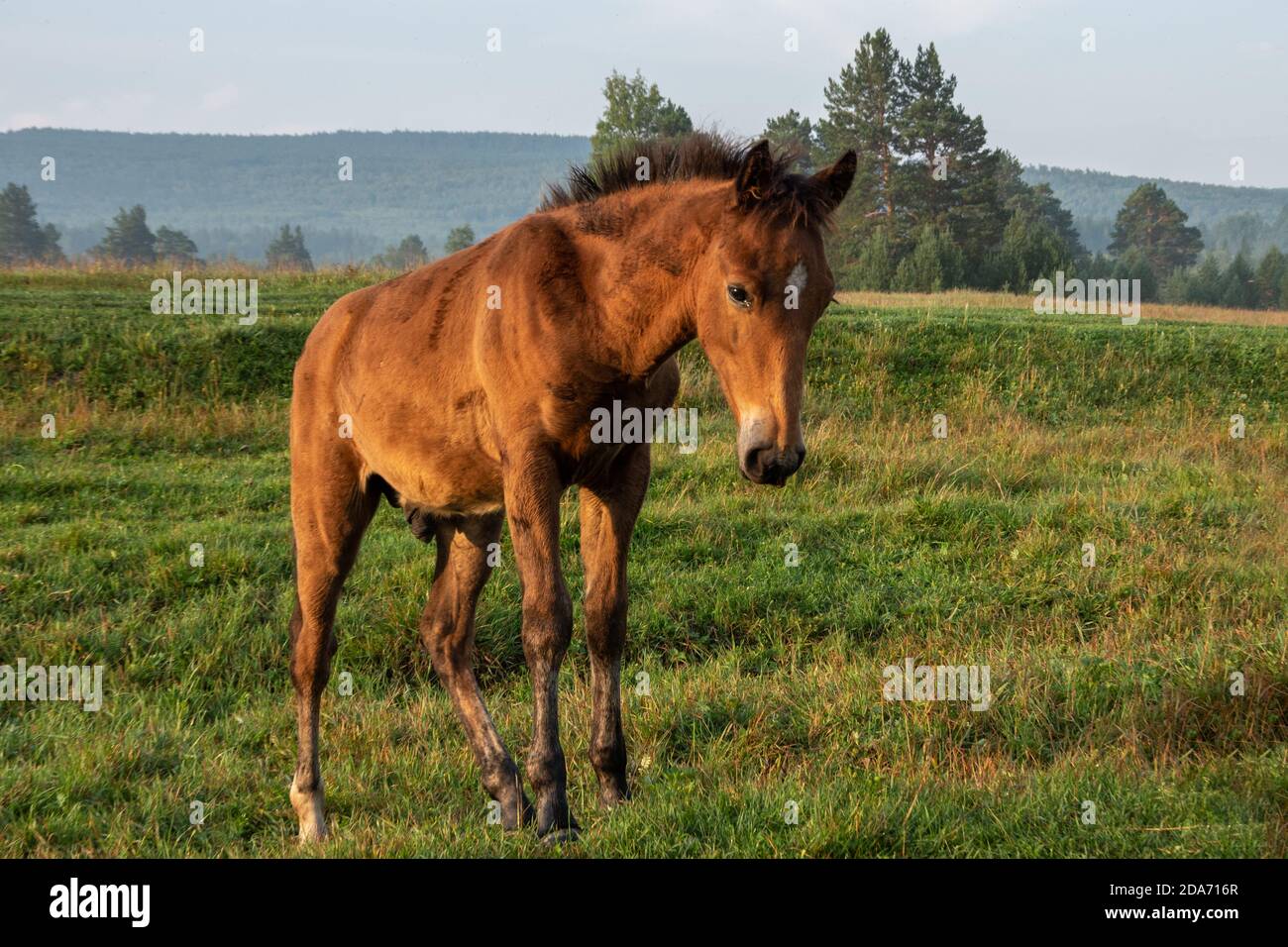 Clumsy animal hi-res stock photography and images - Alamy