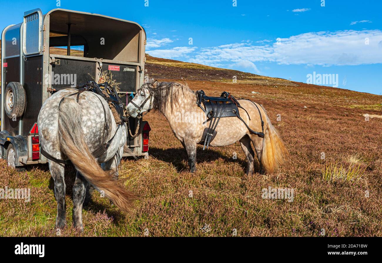 Scotland – Two Highland Ponies, with pack saddles on, at the back of a ...