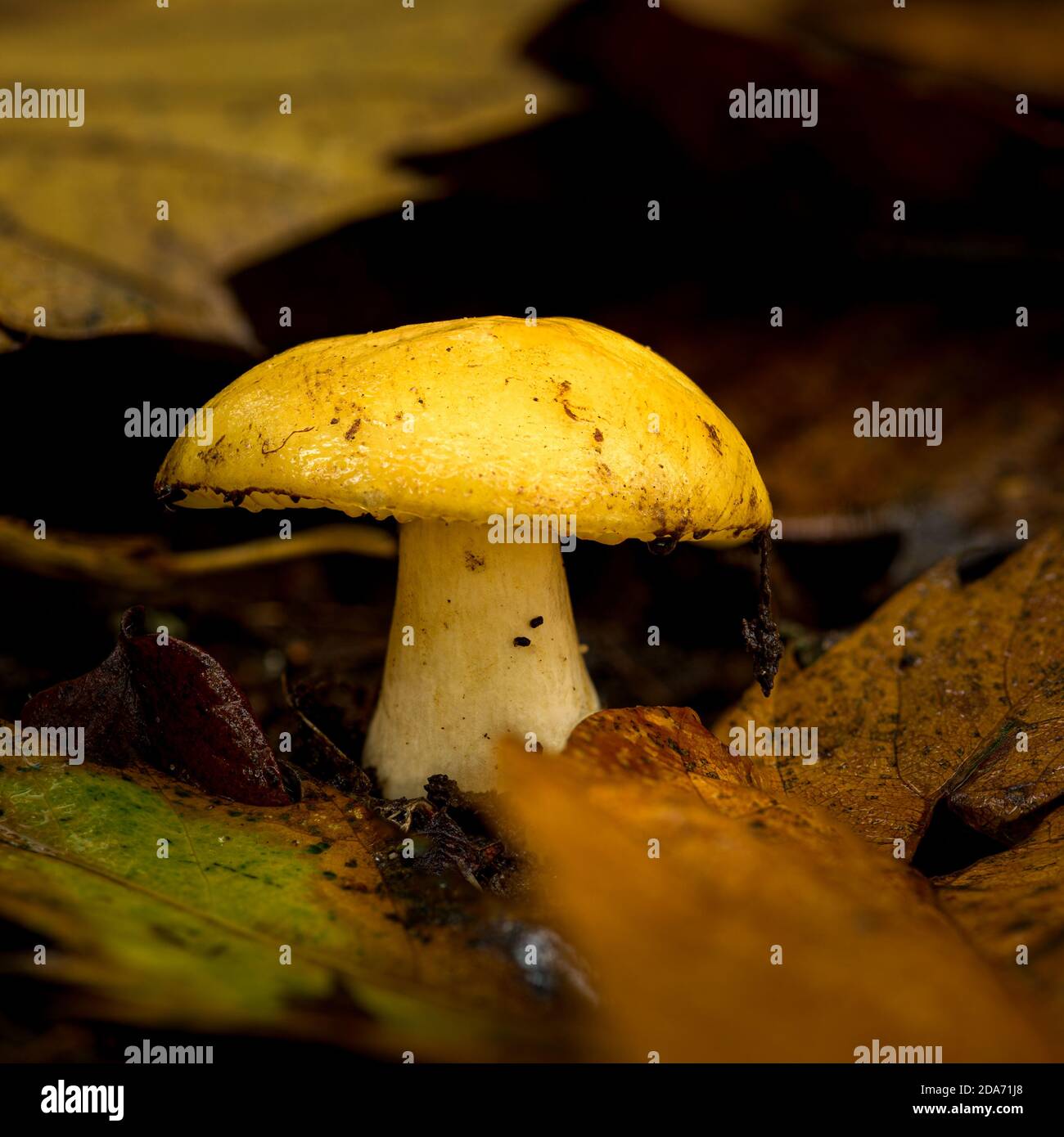 Close-up photograph of wild Yellow Russula Fungus Stock Photo - Alamy